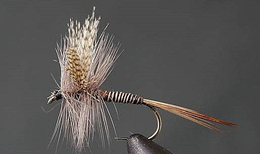 Red Quill – Lotz Outdoors